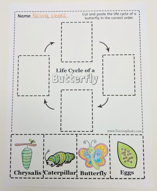 Life Cycle Of A Butterfly Packet - Raising Hooks