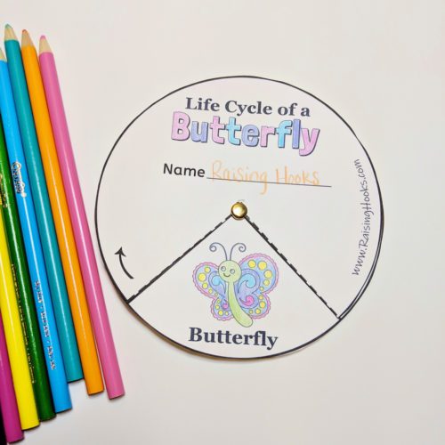 Life Cycle Of A Butterfly Packet - Raising Hooks