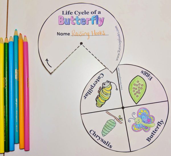 Life Cycle Of A Butterfly Packet - Raising Hooks