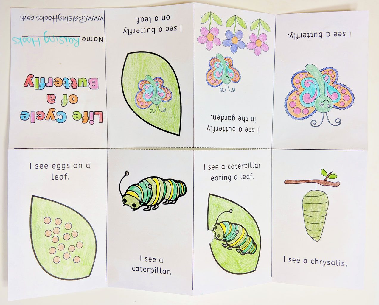 Life Cycle Of A Butterfly Packet - Raising Hooks