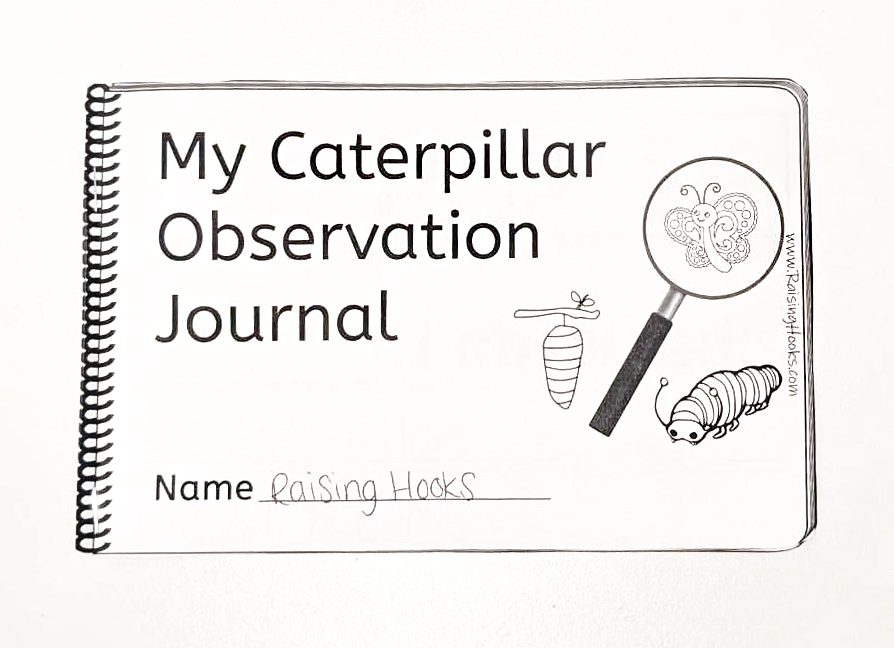 Life Cycle Of A Butterfly Packet - Raising Hooks