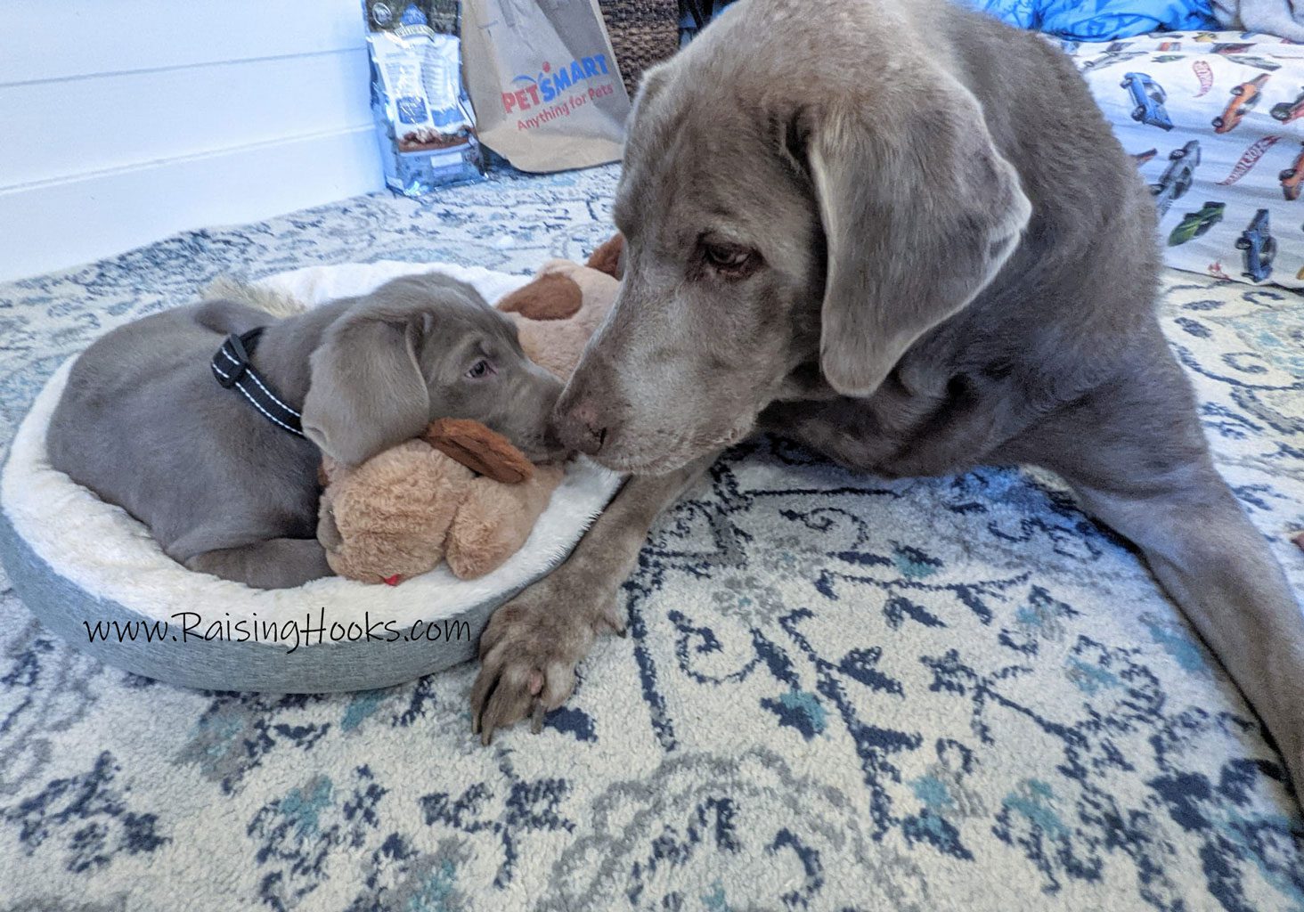 Puppyschooling – Homeschooling With A Puppy - Raising Hooks